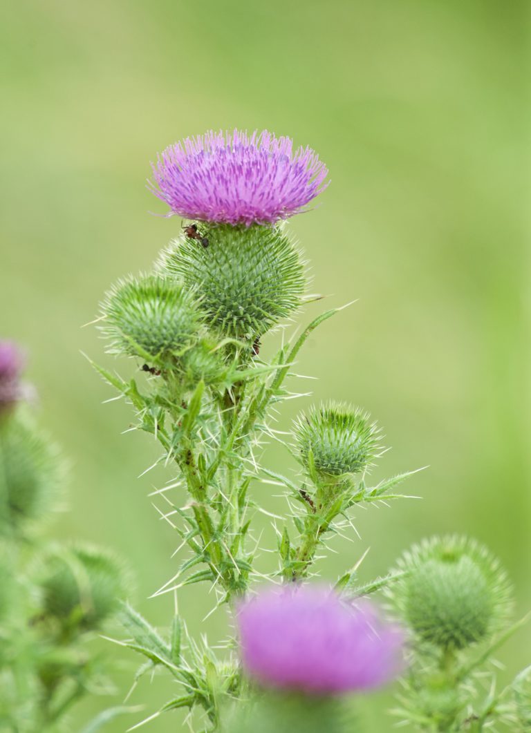 Bull Thistle (Cirsium vulgare) - Plants and Animals of Northeast Colorado