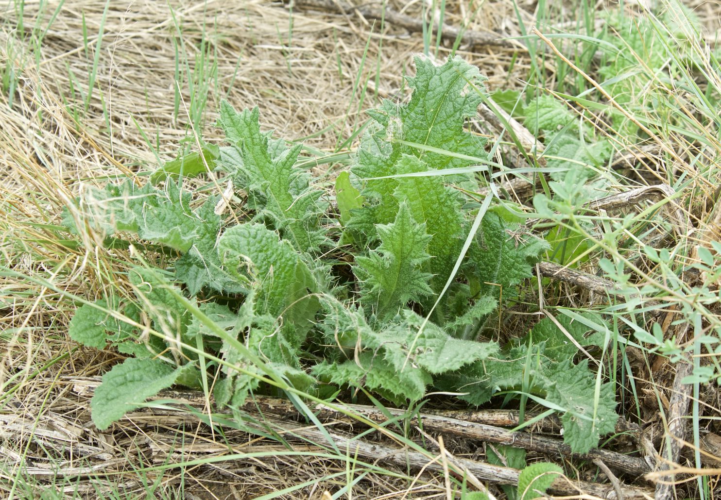 Bull Thistle (Cirsium vulgare) - Plants and Animals of Northeast Colorado