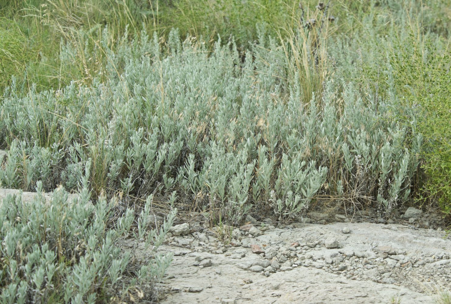 Prairie Sage (Artemisia ludoviciana) - Plants and Animals of Northeast ...