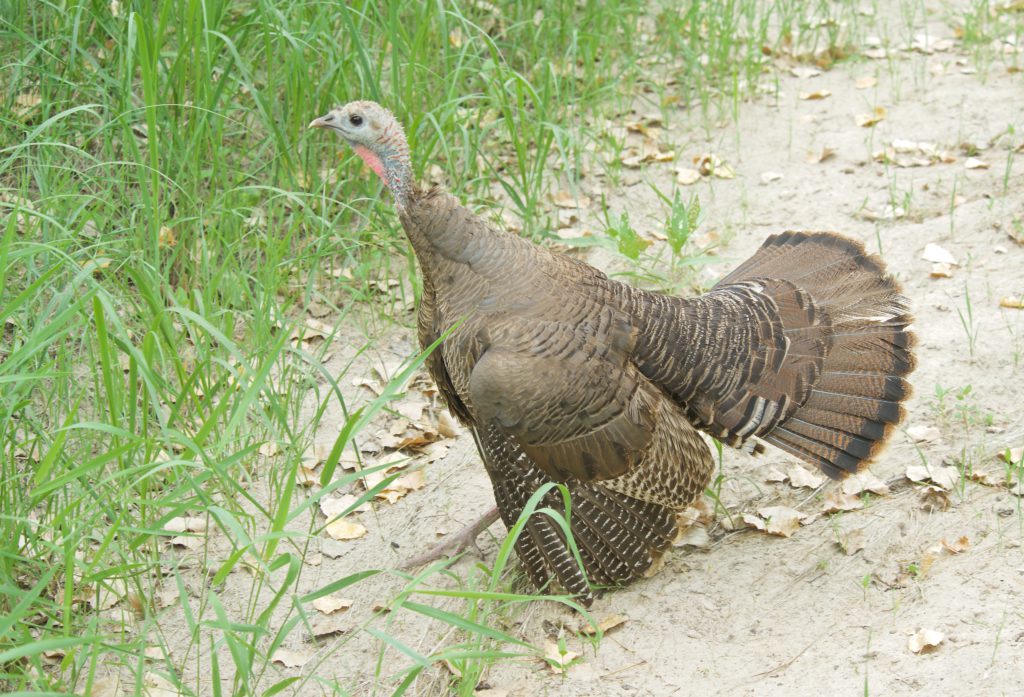 Rio Grande Turkey - Plants and Animals of Northeast Colorado