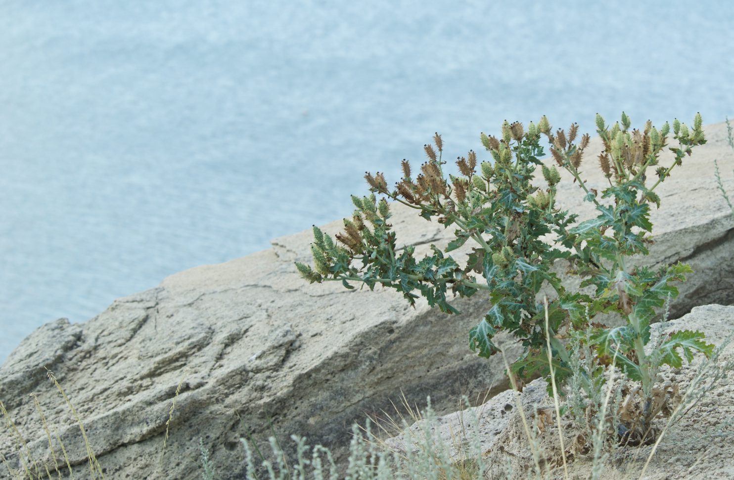 Prickly Poppy (Argemone polyanthemos) - Plants and Animals of Northeast ...