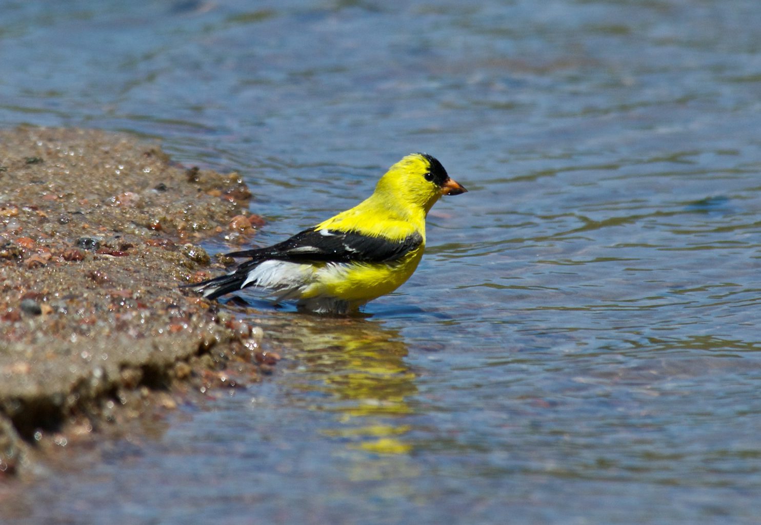 American Goldfinch - Plants and Animals of Northeast Colorado
