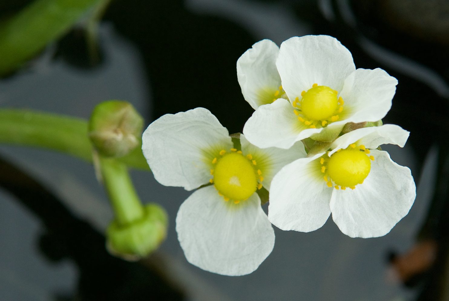 Arumleaf Arrowhead (Sagittaria cuneata) - Plants and Animals of ...
