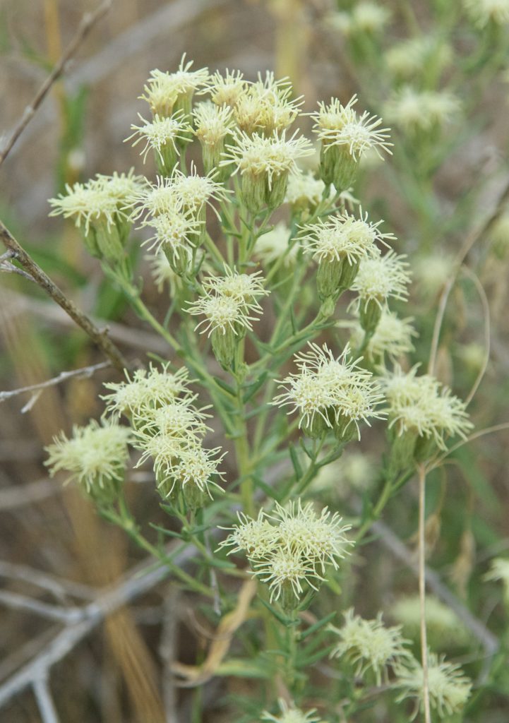 False Boneset (Brickellia eupatorioides) - Plants and Animals of ...