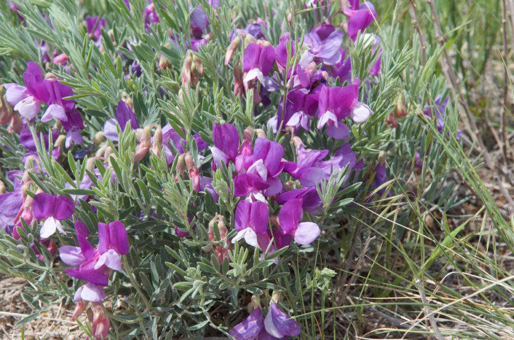 American Vetch (Vicia americana) - Plants and Animals of Northeast Colorado