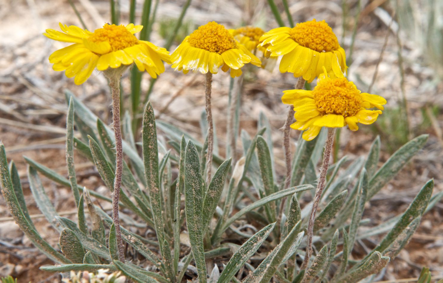 Stemless Hymenoxis (Hymenoxys acaulis) - Plants and Animals of ...