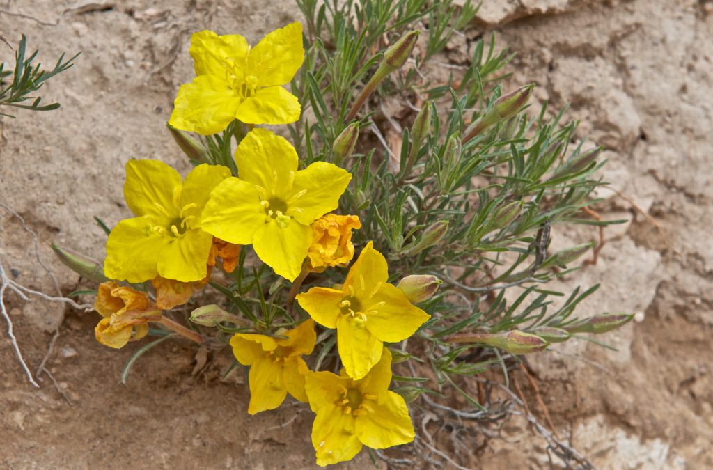 Lavanderleaf Sundrop (Calylophus lavandulifolius) - Plants and Animals ...