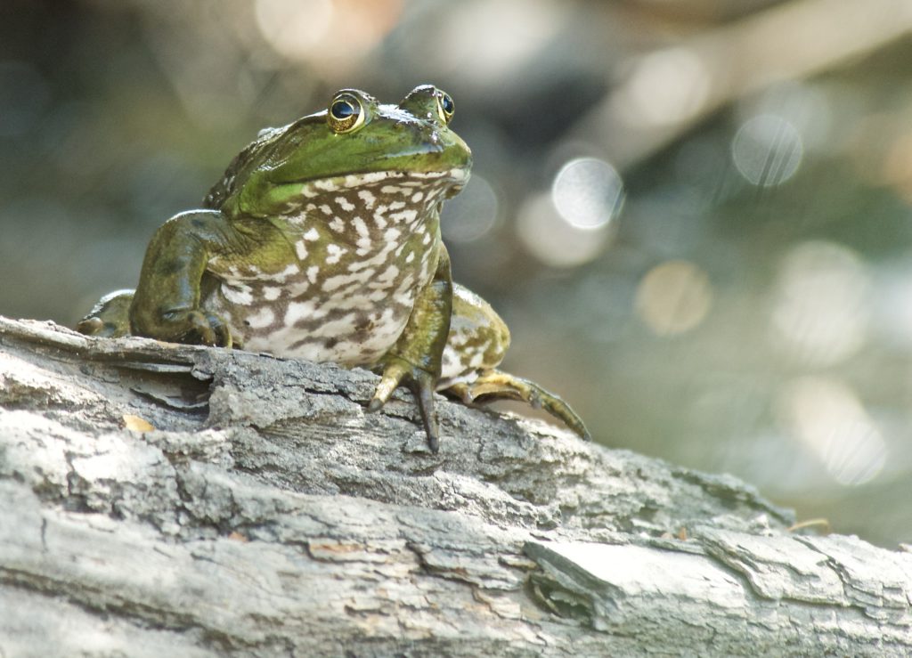 Bullfrog Body Shots - Plants and Animals of Northeast Colorado