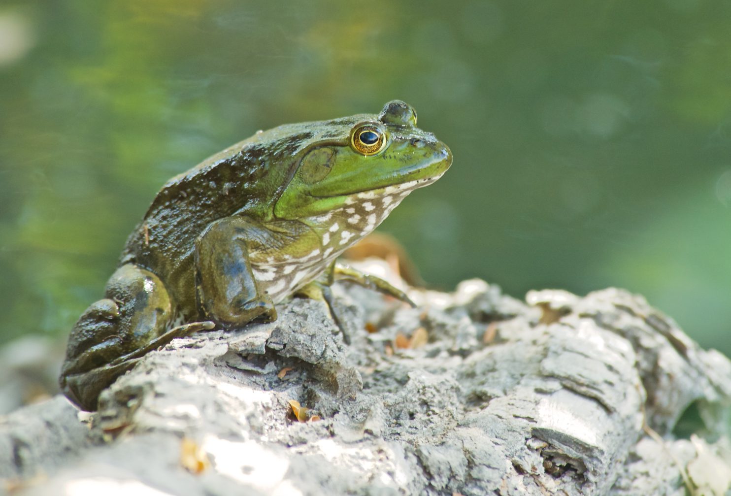 Bullfrog Body Shots - Plants and Animals of Northeast Colorado
