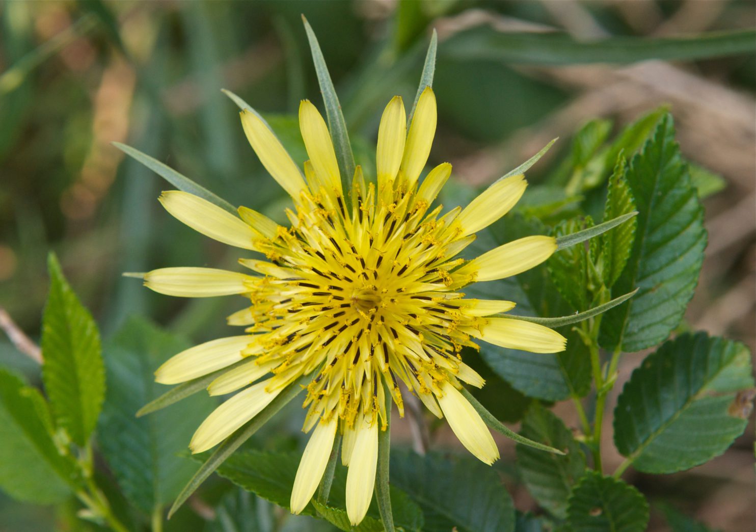 Yellow Salsify (Tragopogon dubius) - Plants and Animals of Northeast ...