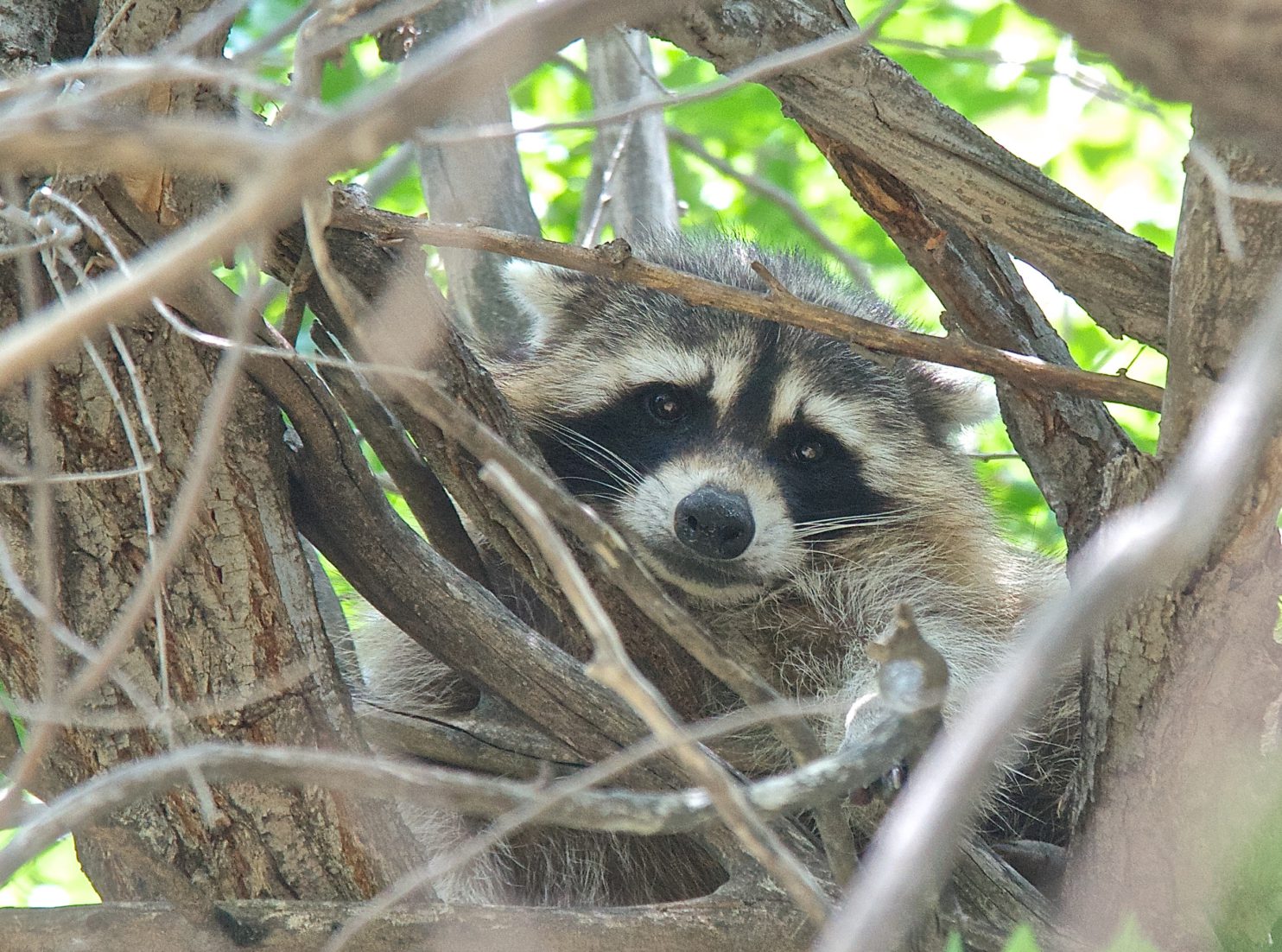 Raccoons - Plants and Animals of Northeast Colorado