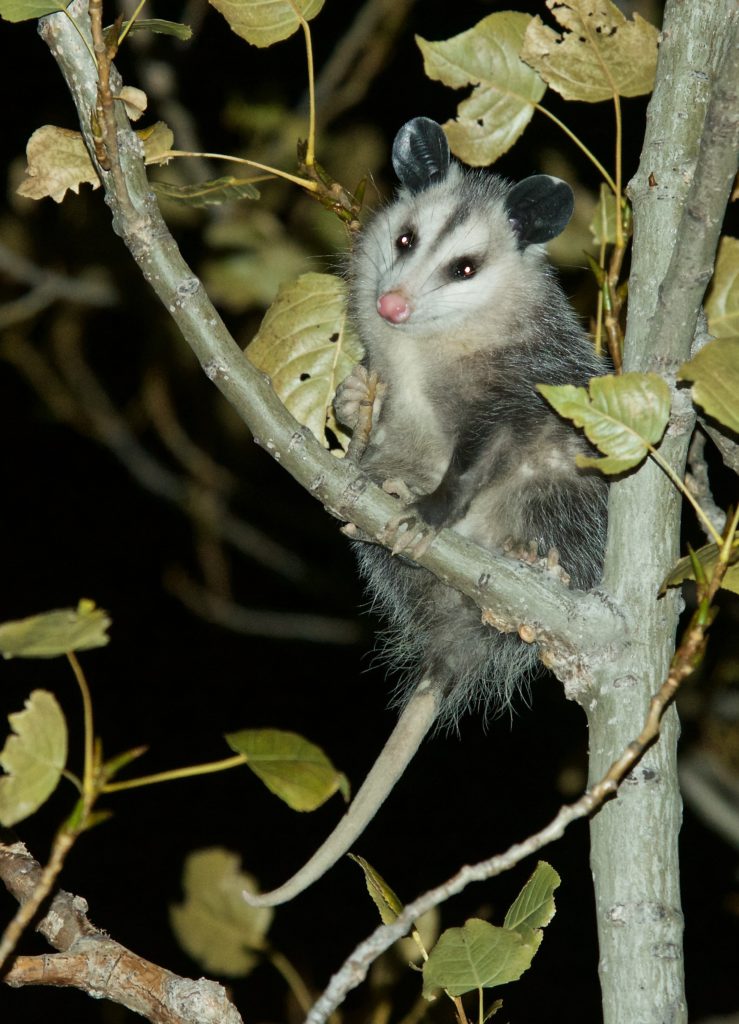 Opossum - Plants and Animals of Northeast Colorado