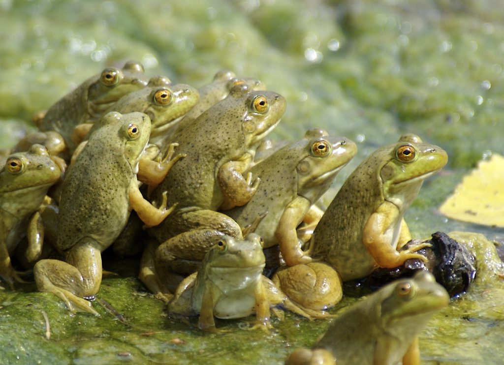Bullfrogs in Groups - Plants and Animals of Northeast Colorado