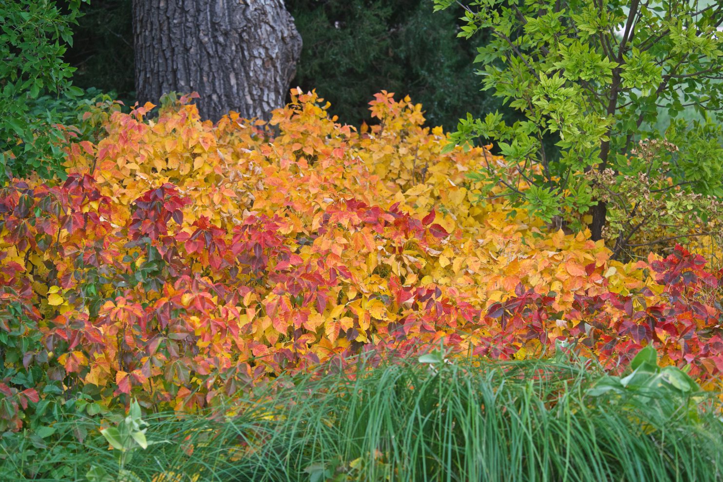 Poison Ivy for Your Yard - Plants and Animals of Northeast Colorado