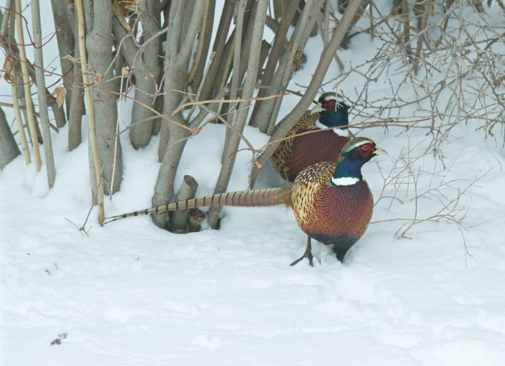 Ring-Necked Pheasant - Plants and Animals of Northeast Colorado