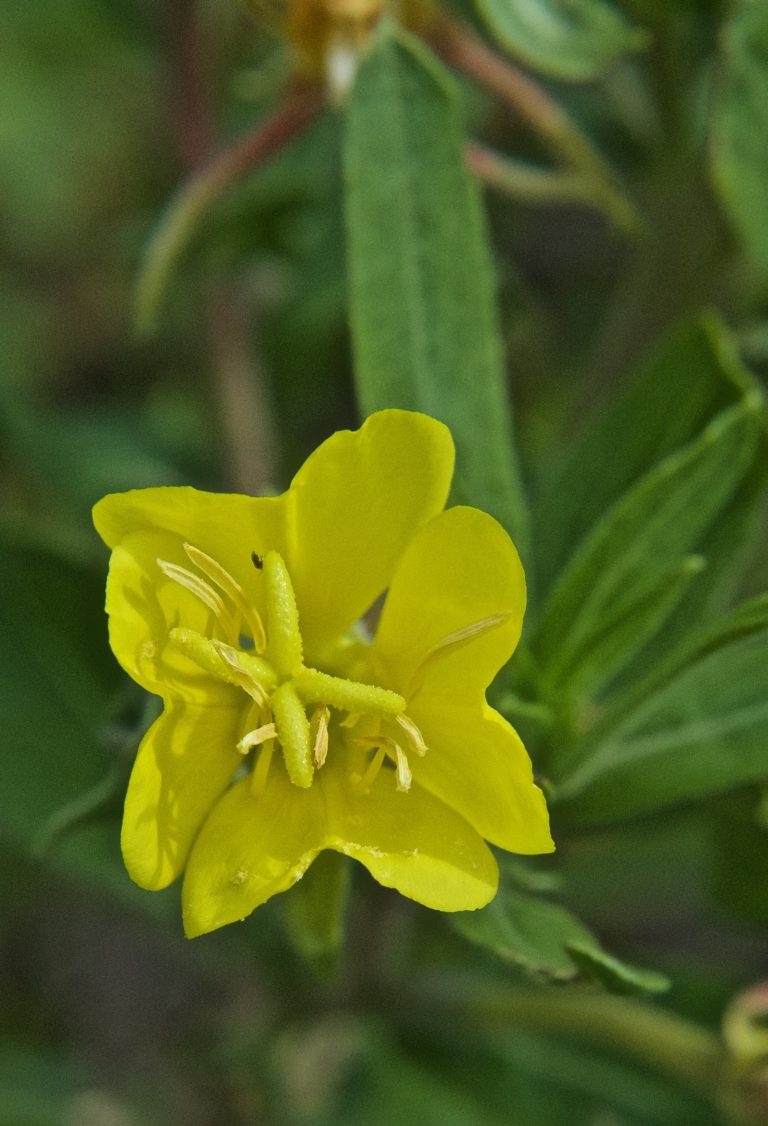 Common Evening Primrose (Oenothera villosa) - Plants and Animals of ...