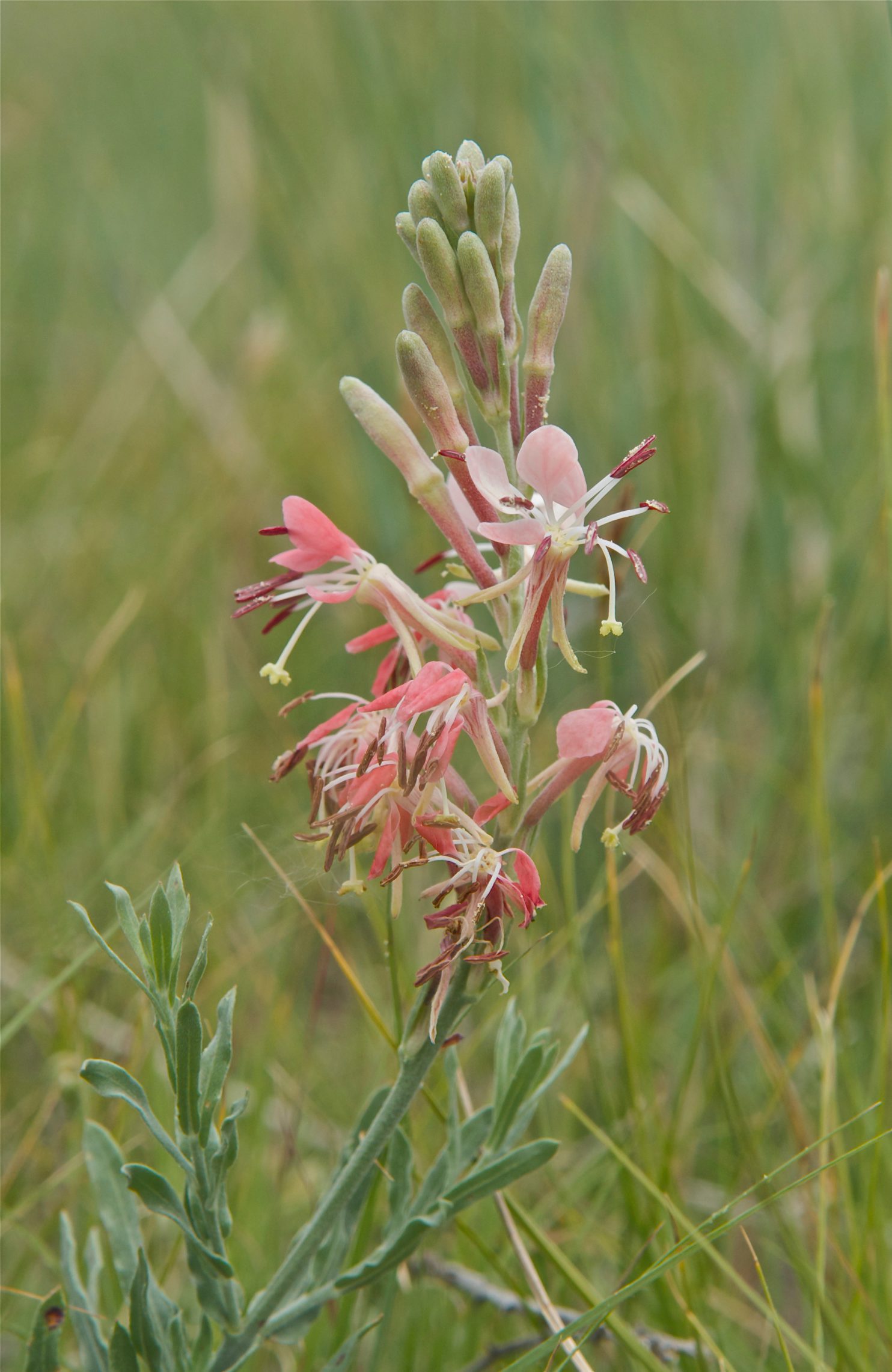 Scarlet Gaura (Gaura coccinea) - Plants and Animals of Northeast Colorado