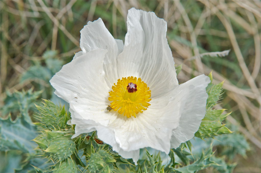 Prickly Poppy (Argemone polyanthemos) - Plants and Animals of Northeast ...