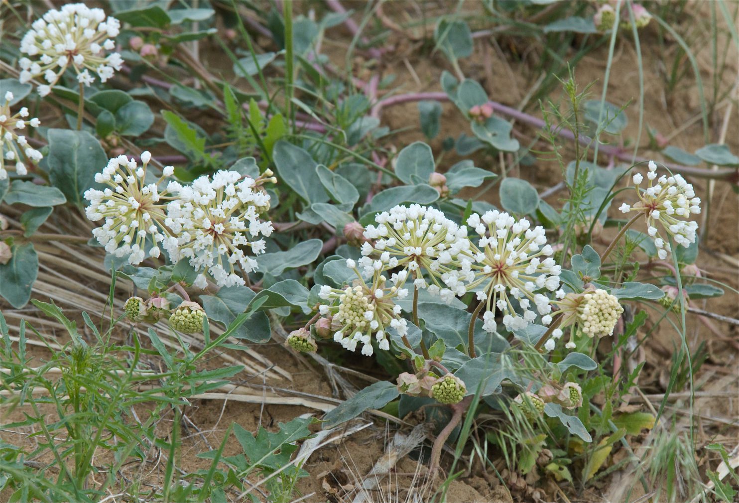 Sand Verbena (Abronia fragrans) - Plants and Animals of Northeast Colorado
