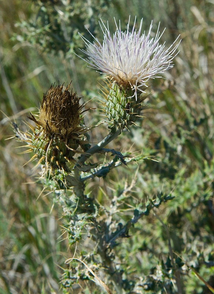 White Thistles (Cirsium . . .) - Plants and Animals of Northeast Colorado
