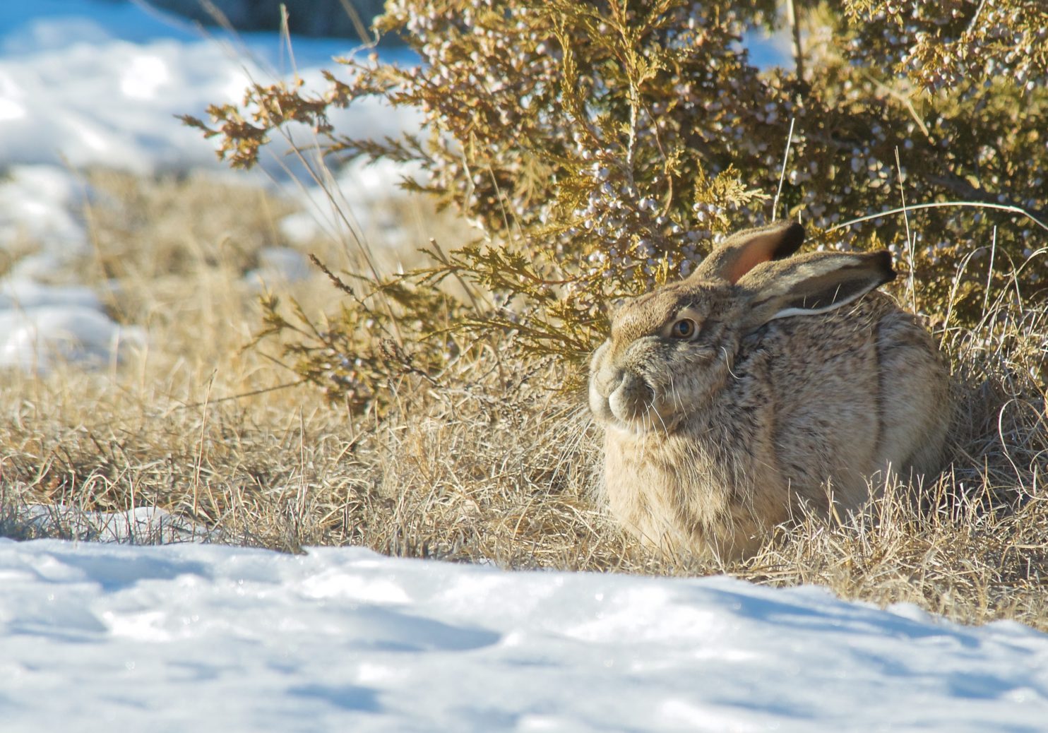 Jackrabbits - Plants and Animals of Northeast Colorado