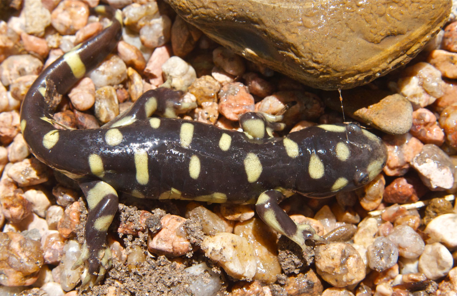 Tiger Salamander - Plants and Animals of Northeast Colorado