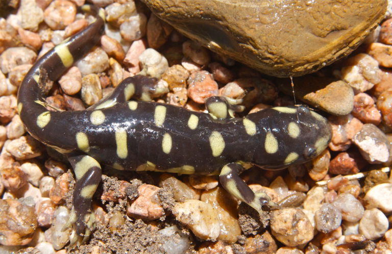 Tiger Salamander - Plants and Animals of Northeast Colorado