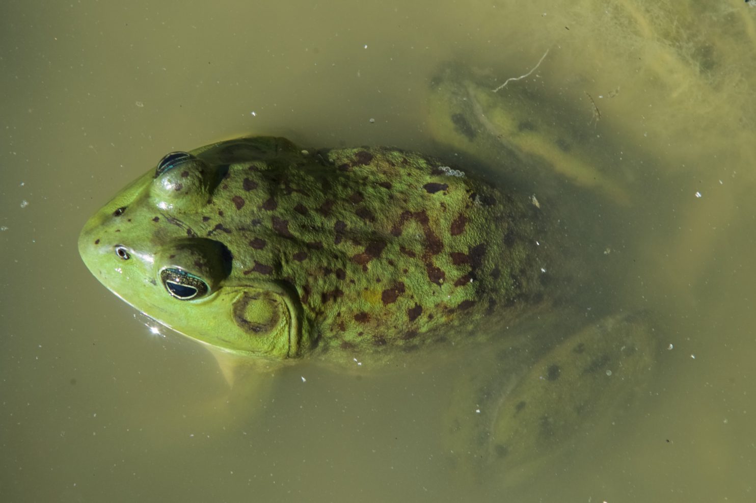 Bullfrog Body Shots - Plants and Animals of Northeast Colorado