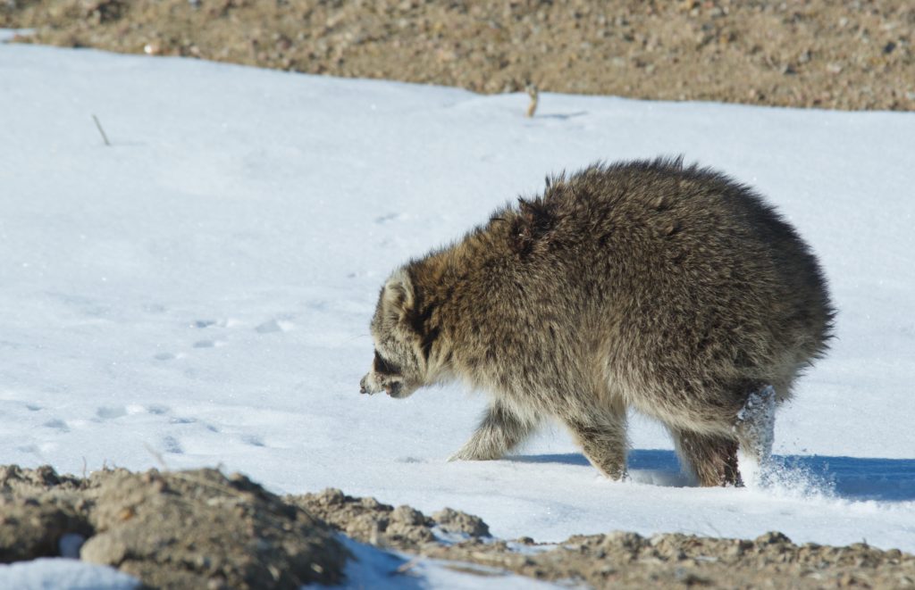 Raccoons - Plants and Animals of Northeast Colorado