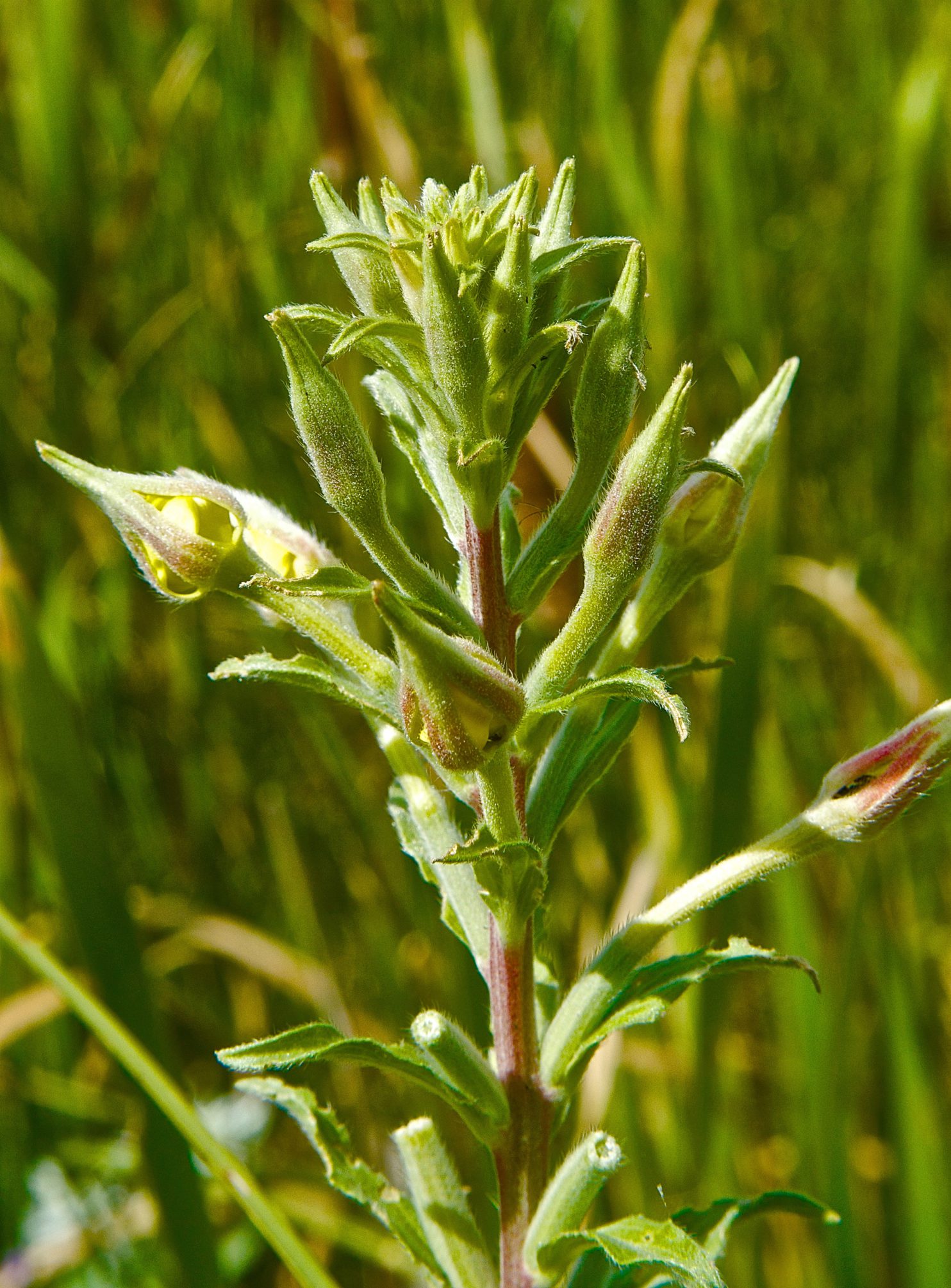 Common Evening Primrose (Oenothera villosa) - Plants and Animals of ...