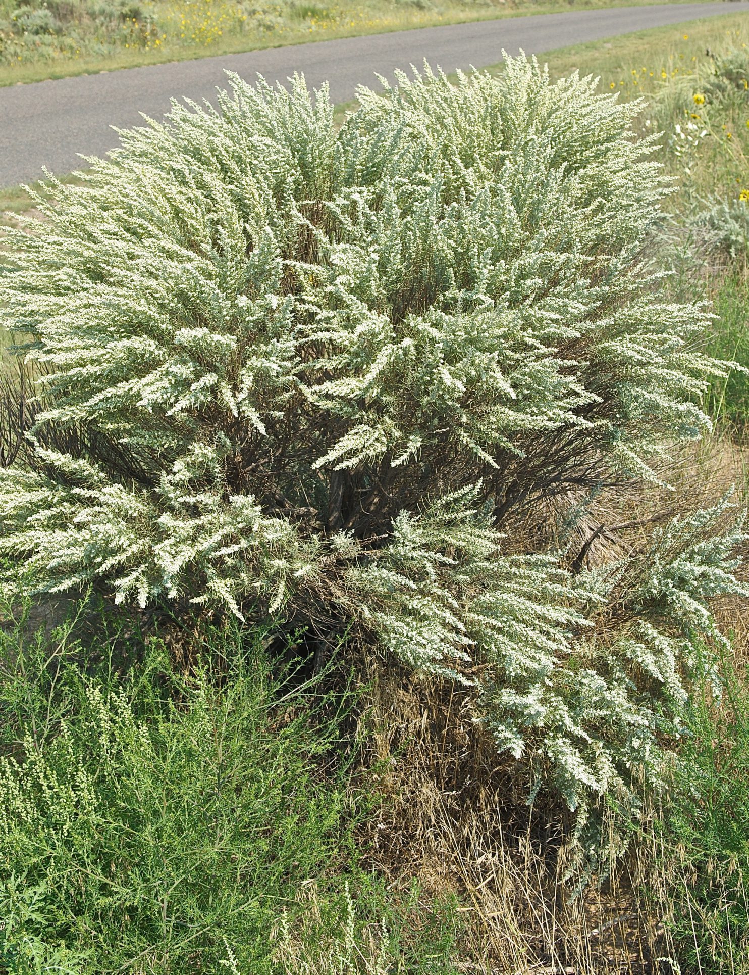 Sand Sage (Oligosporus filifolius) - Plants and Animals of Northeast ...
