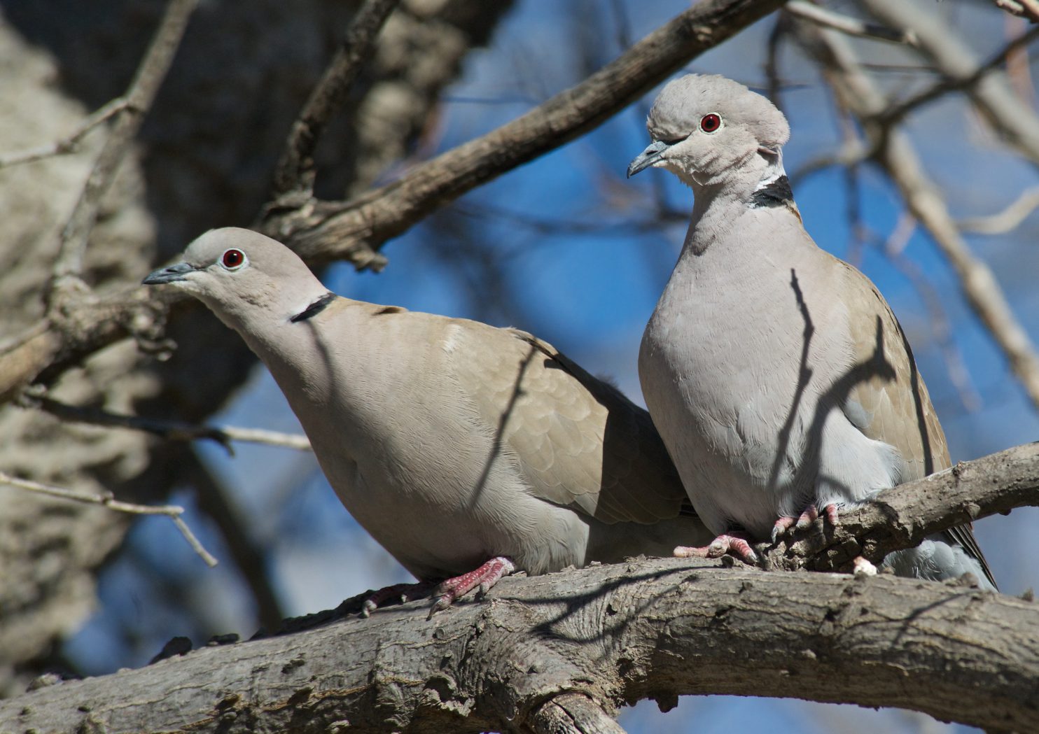 Asian Collared Dove - Plants and Animals of Northeast Colorado