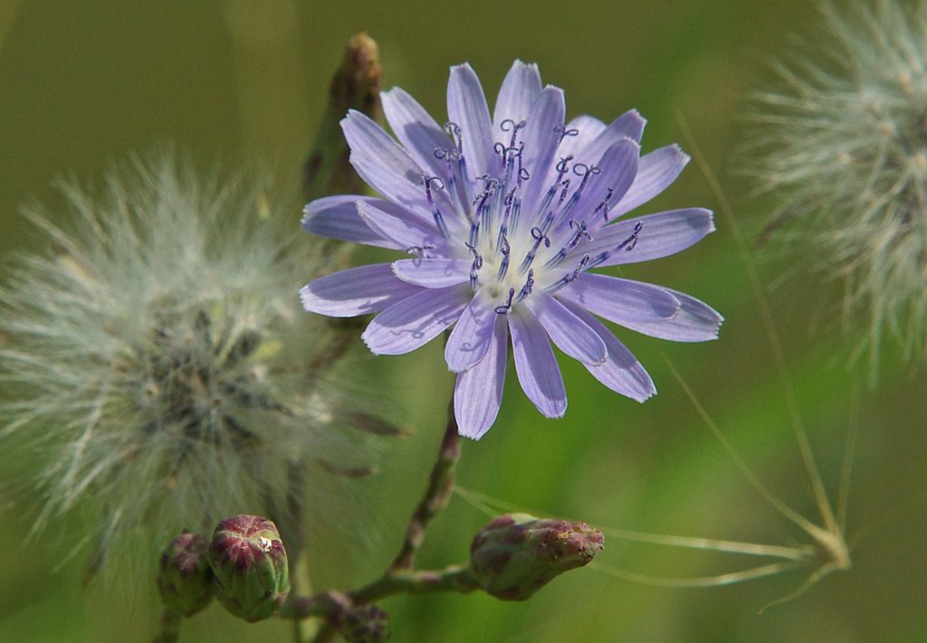 Blue Lettuce (Lactuca tartarica) - Plants and Animals of Northeast Colorado