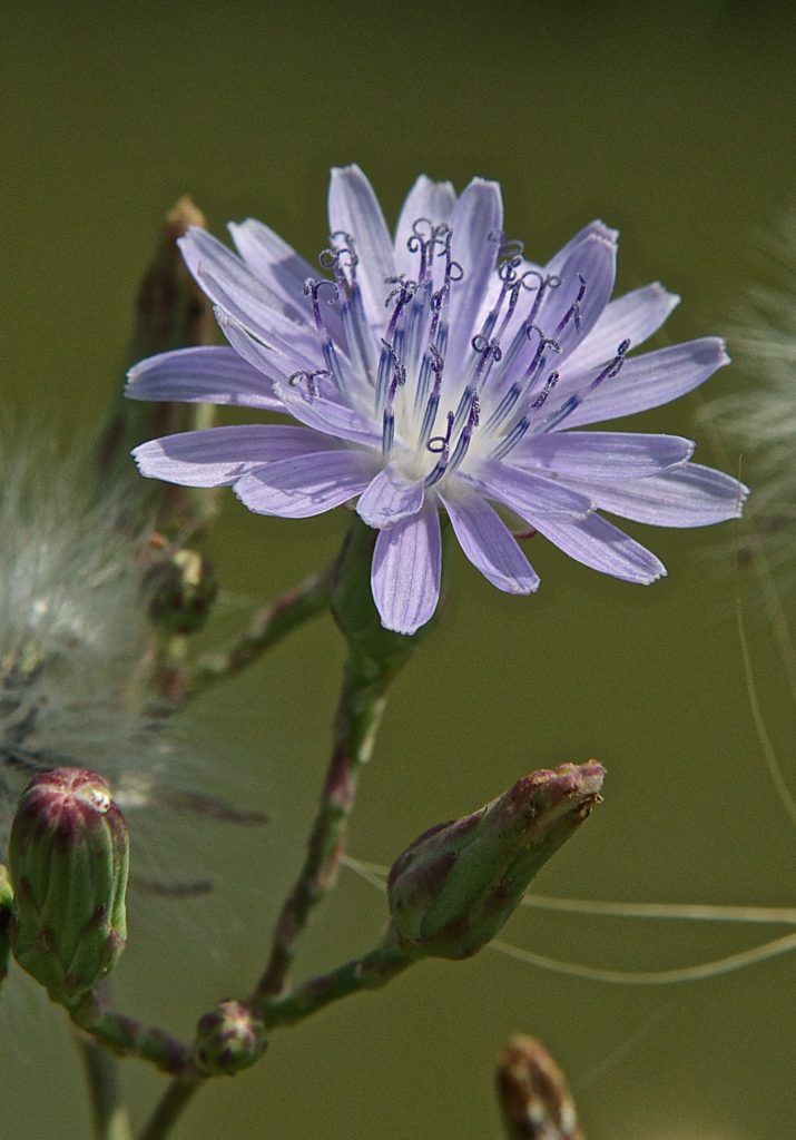Blue Lettuce (Lactuca tartarica) - Plants and Animals of Northeast Colorado