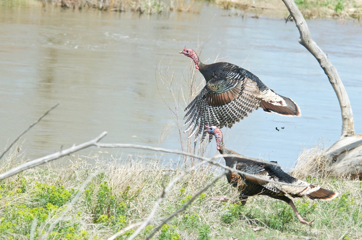 Rio Grande Turkey - Plants and Animals of Northeast Colorado