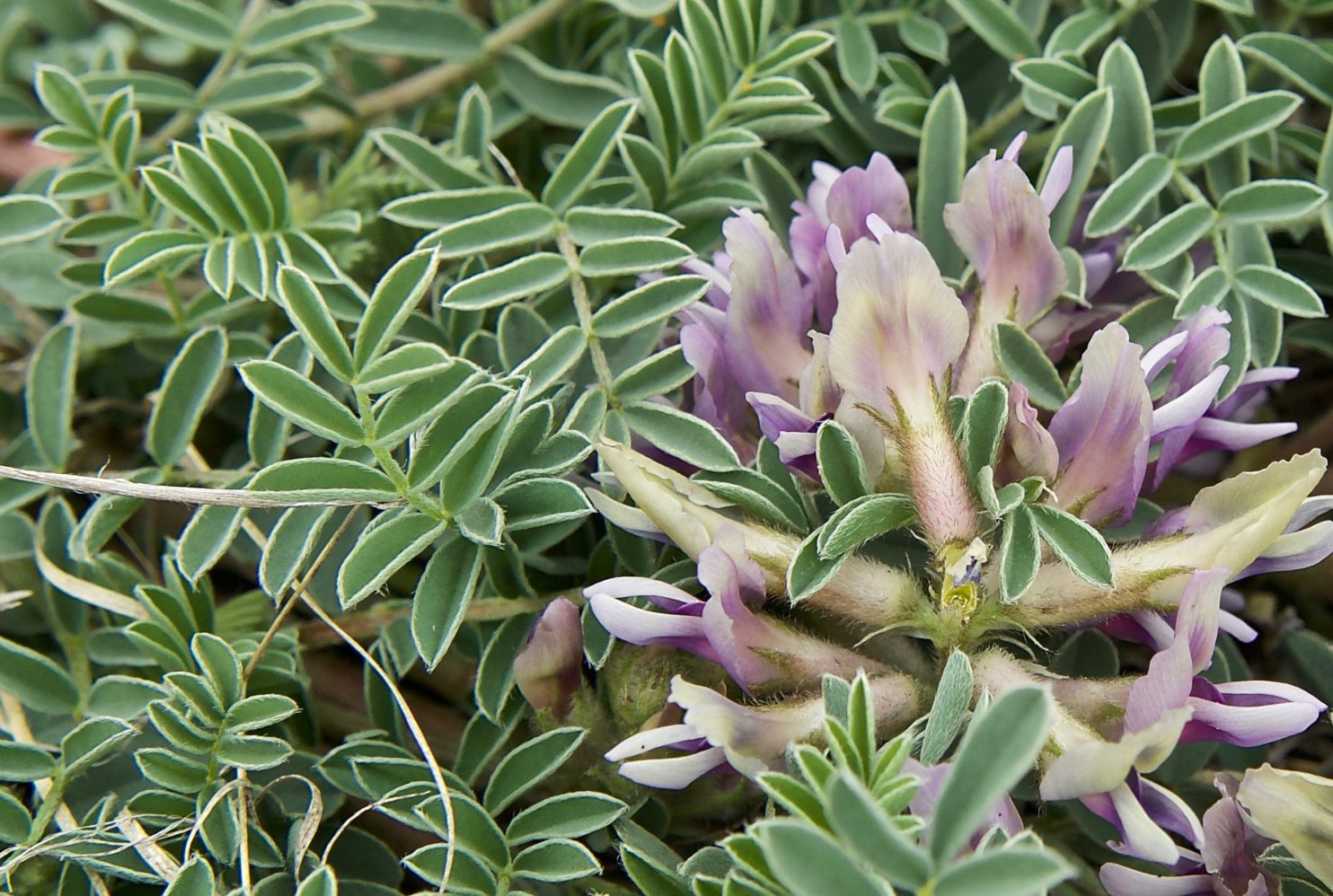 Ground Plum Milkvetch (F. Astragalus crassicarpus) - Plants and Animals ...