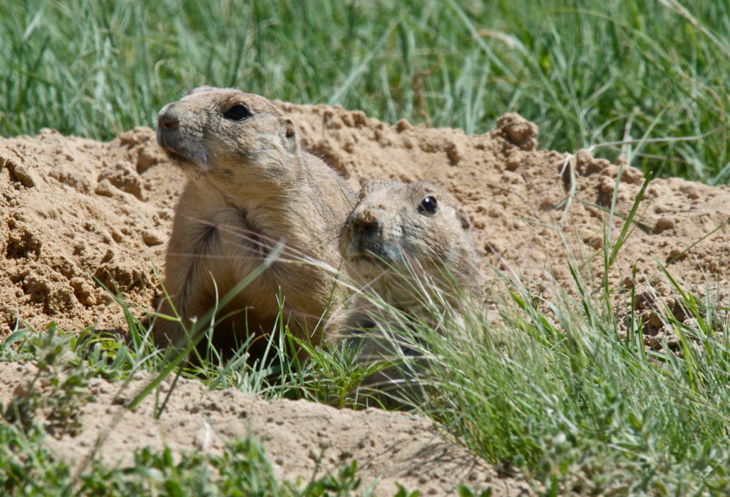 Prairie Dog - Plants and Animals of Northeast Colorado