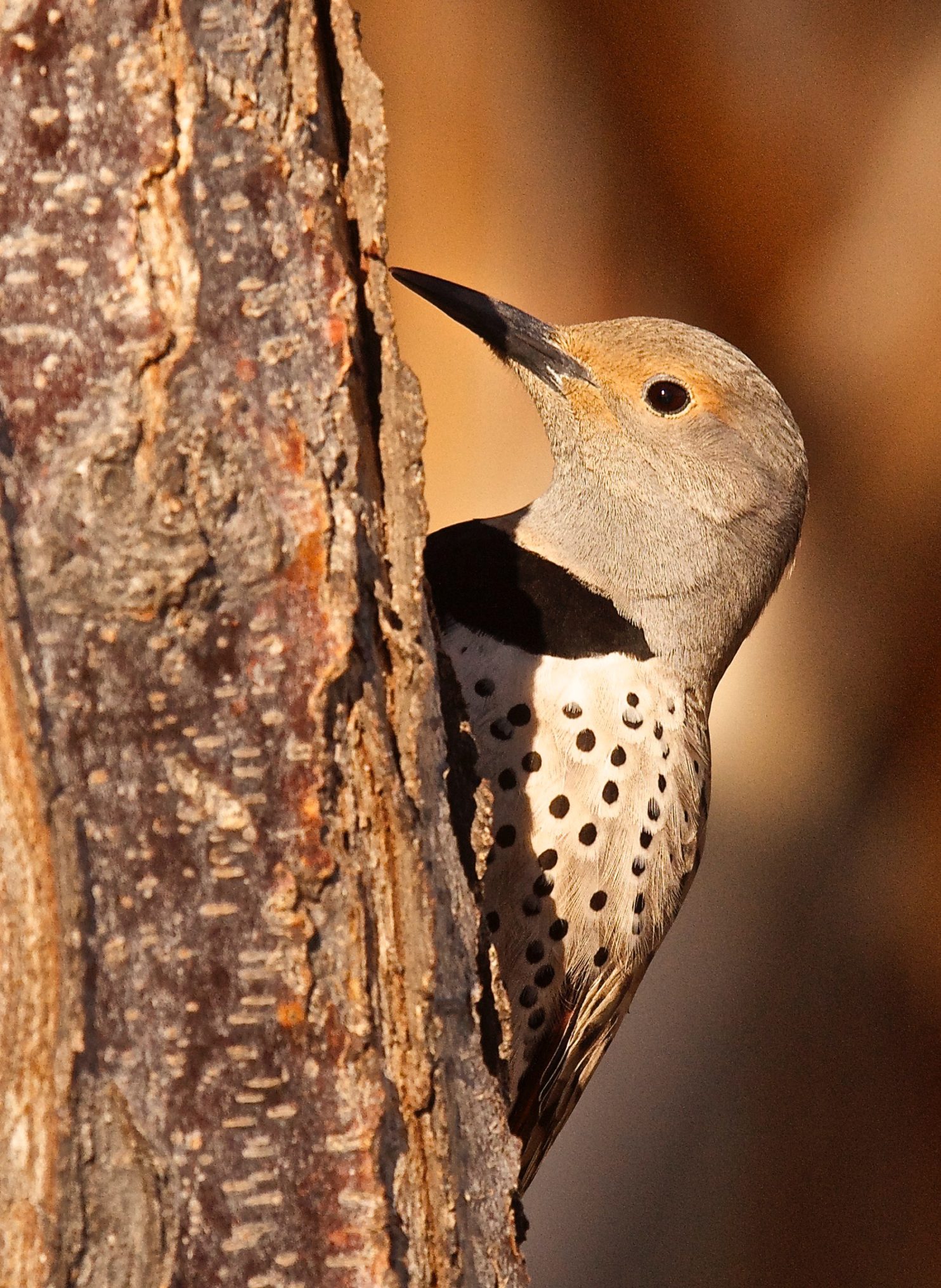 Northern Flicker - Plants and Animals of Northeast Colorado