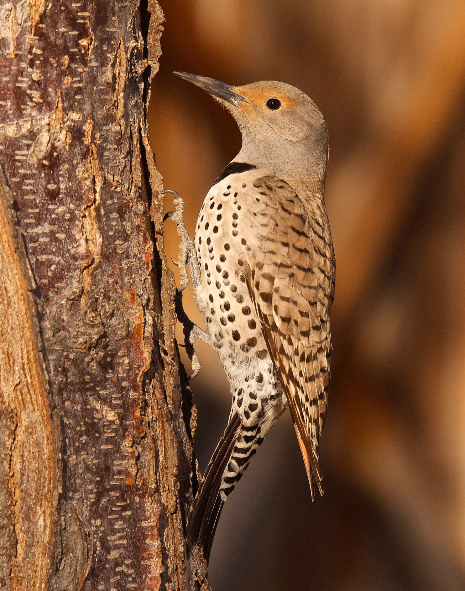 Northern Flicker - Plants and Animals of Northeast Colorado