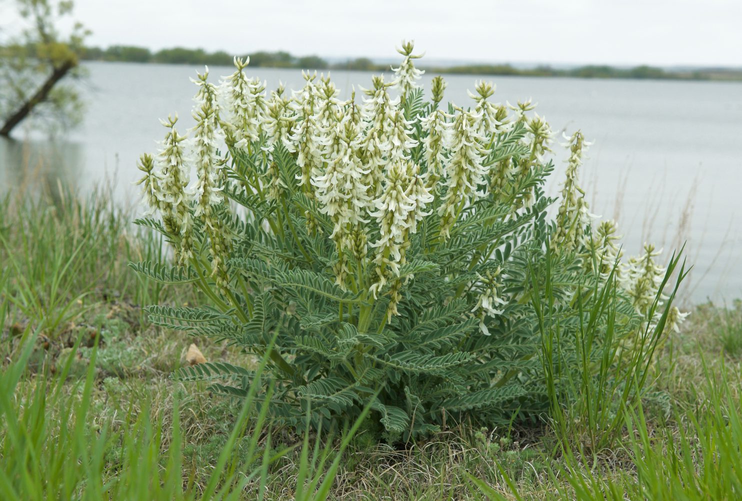 Drummond's Milkvetch (Astragalus drummondii) - Plants and Animals of ...