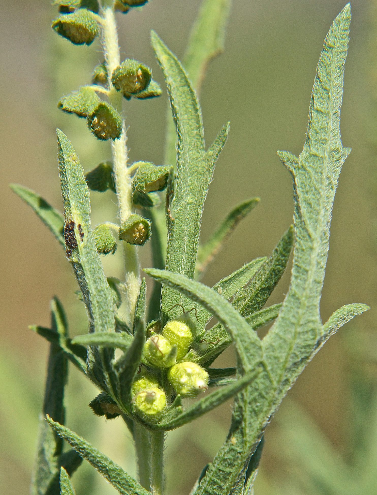 Western Ragweed (Ambrosia psilostachya) - Plants and Animals of ...