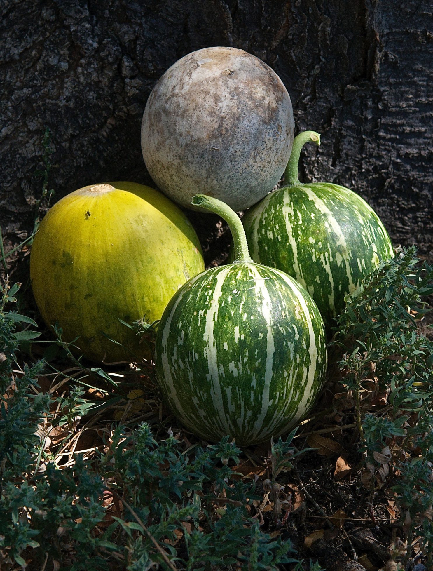 Buffalo Gourd (Cucurbita foetidissima) - Plants and Animals of ...