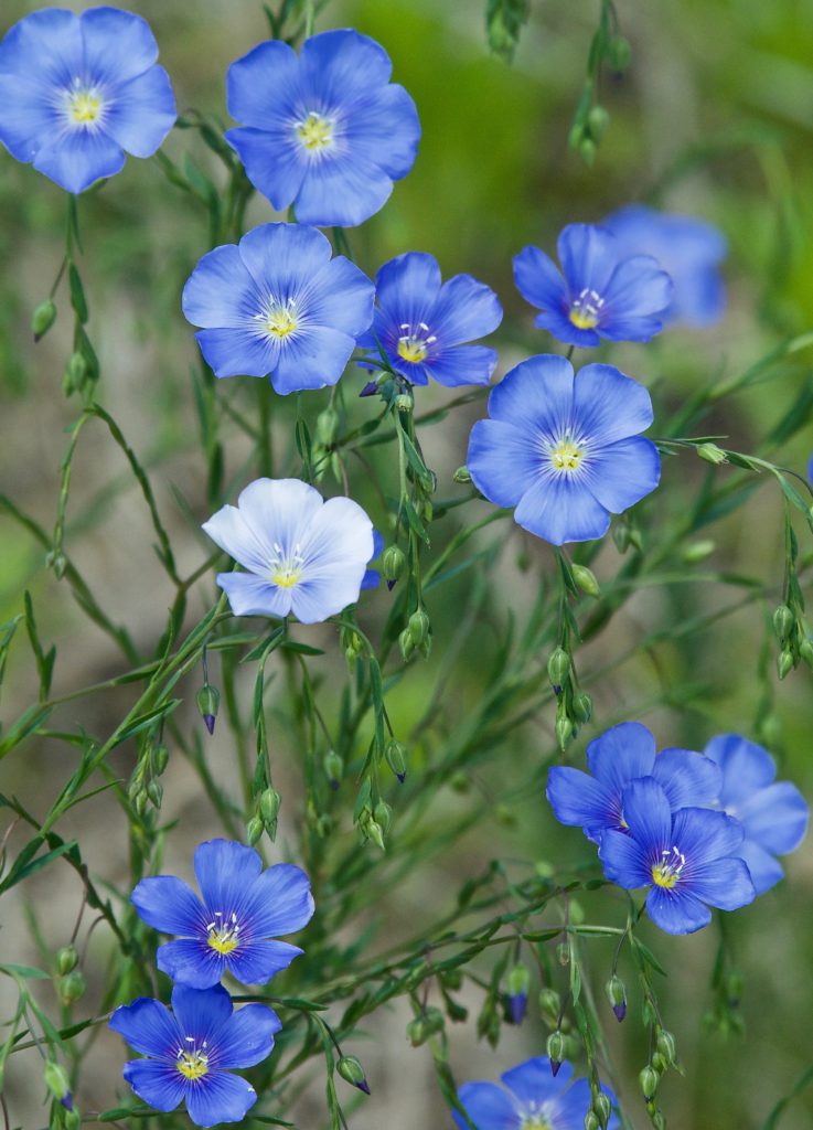 Wild Blue Flax (Adenolinum lewisii) - Plants and Animals of Northeast ...