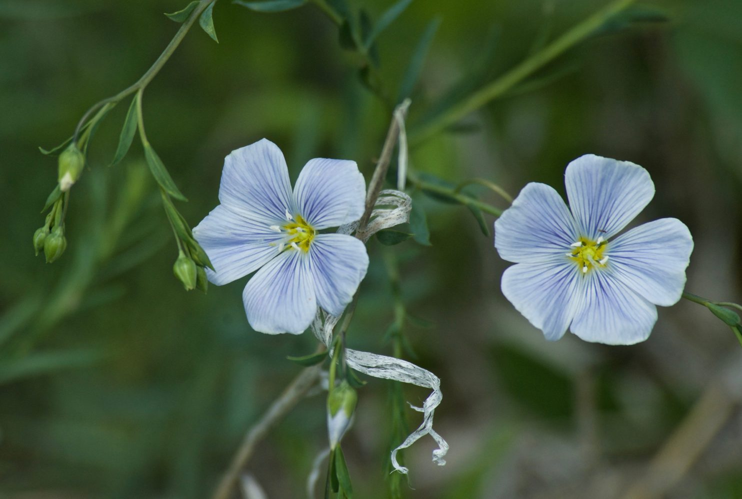 Wild Blue Flax (Adenolinum lewisii) - Plants and Animals of Northeast ...