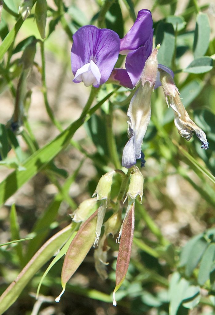 American Vetch (Vicia americana) - Plants and Animals of Northeast Colorado