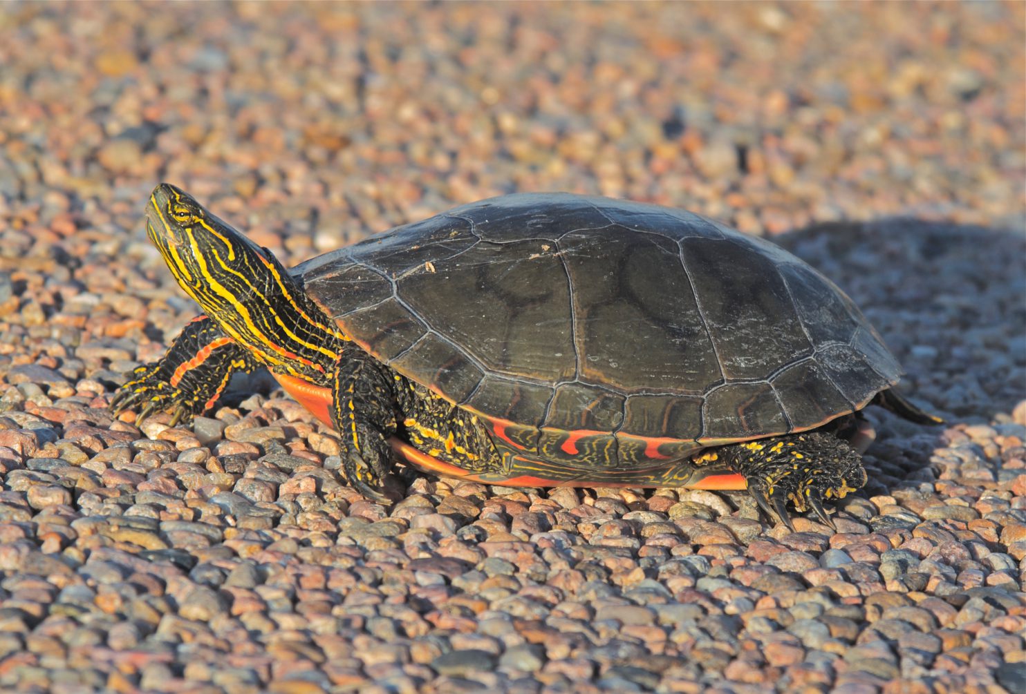 Painted Turtles - Plants and Animals of Northeast Colorado
