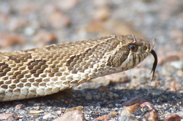 Hog-Nosed Snake - Plants and Animals of Northeast Colorado