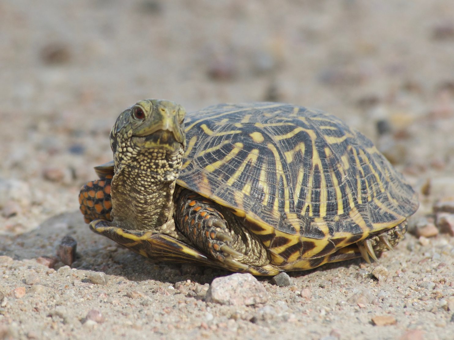 Ornate Box Turtle - Plants and Animals of Northeast Colorado