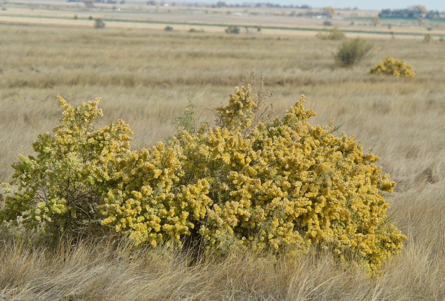 Four-Winged Saltbush (Atriplex canescens) - Plants and Animals of ...