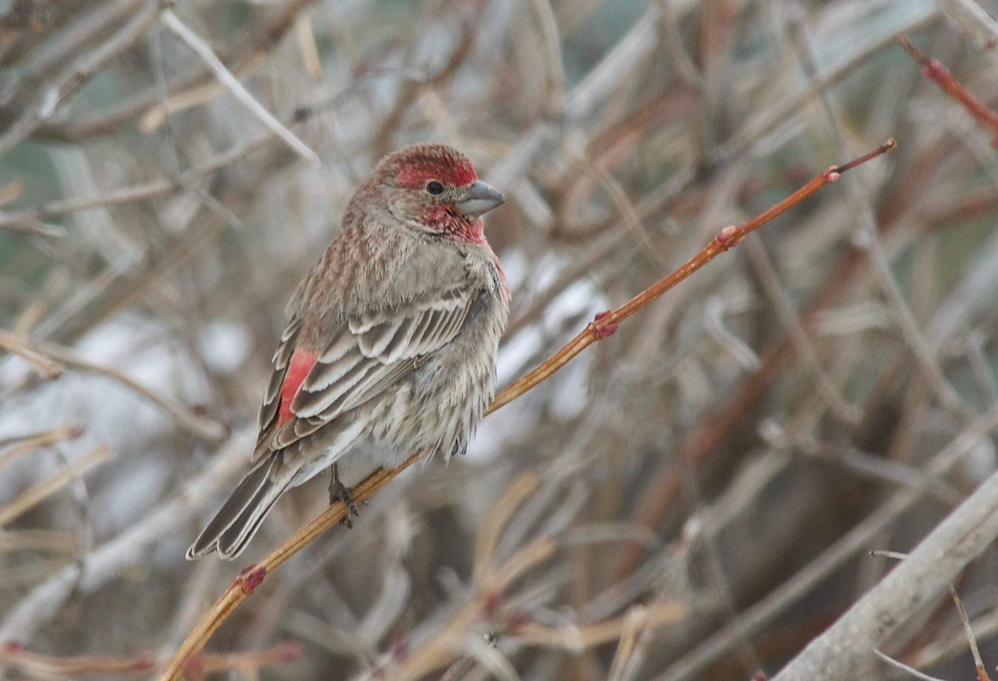 House Finch - Plants and Animals of Northeast Colorado